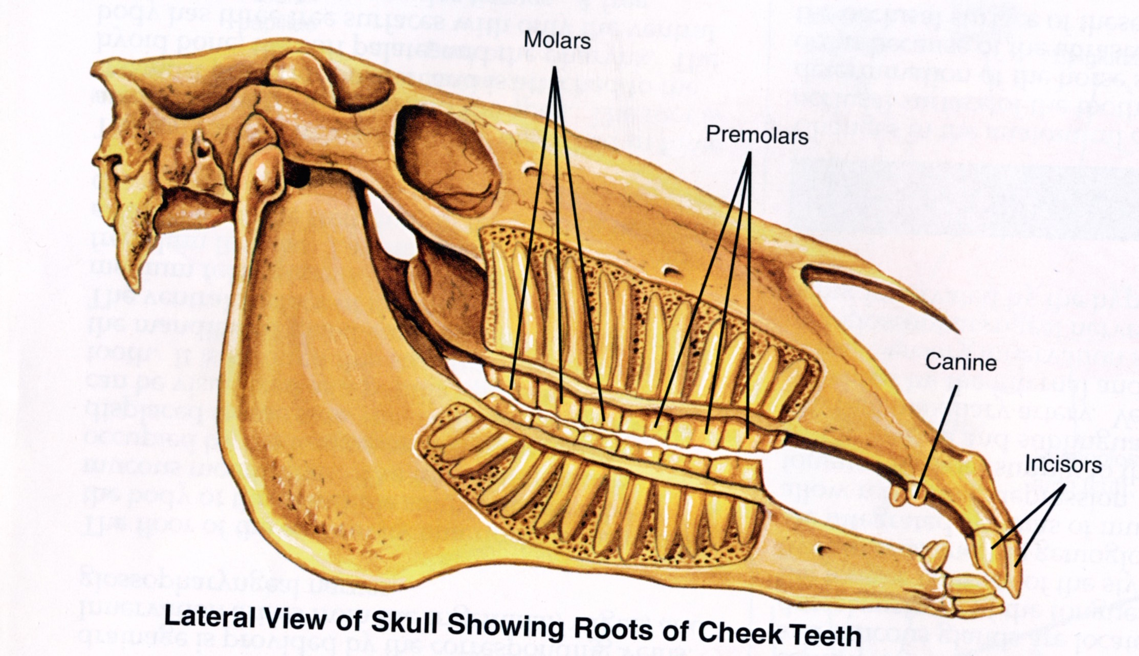 Manage Teeth Imbalances for a Happier, Healthier Horse