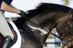 The Scoop on Horse Sweat